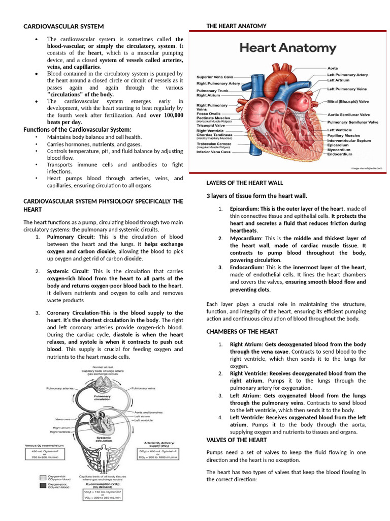 CARDIOVASCULAR SYSTEM Notes | PDF | Heart | Heart Valve