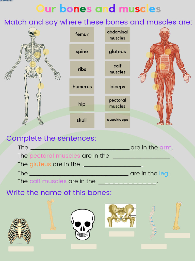 Muscle and Bone Location Guide | PDF