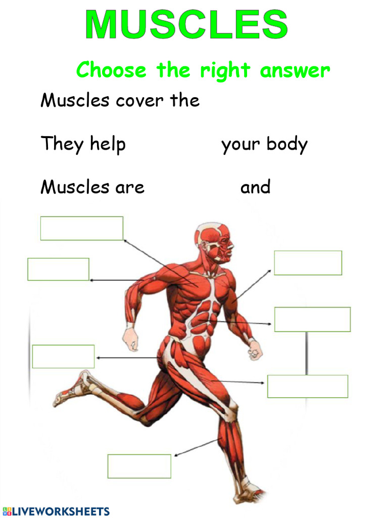 Muscles | PDF