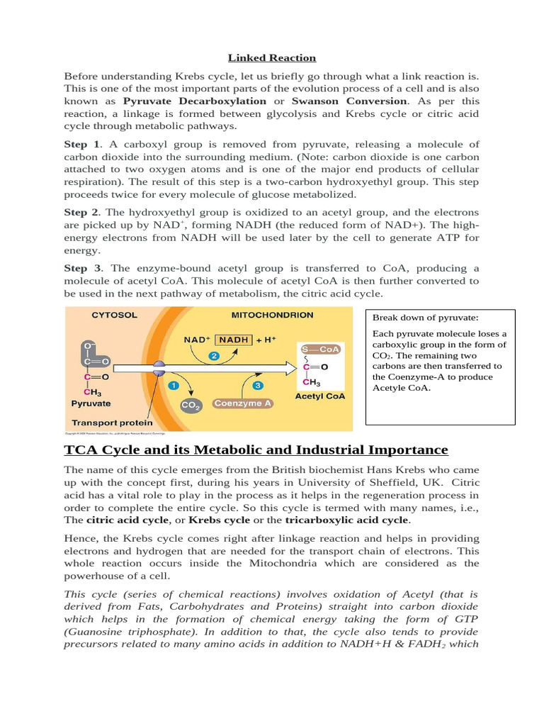 07 TCA Cycle | PDF | Diet & Nutrition | Chemistry