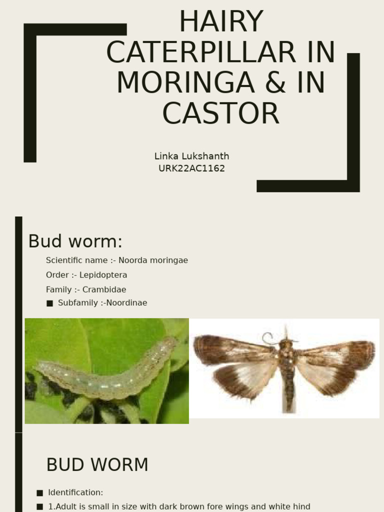 Pest Management for Moringa & Castor | PDF | Pupa | Lepidoptera