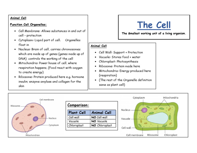 The Cell Chapter 3 | PDF