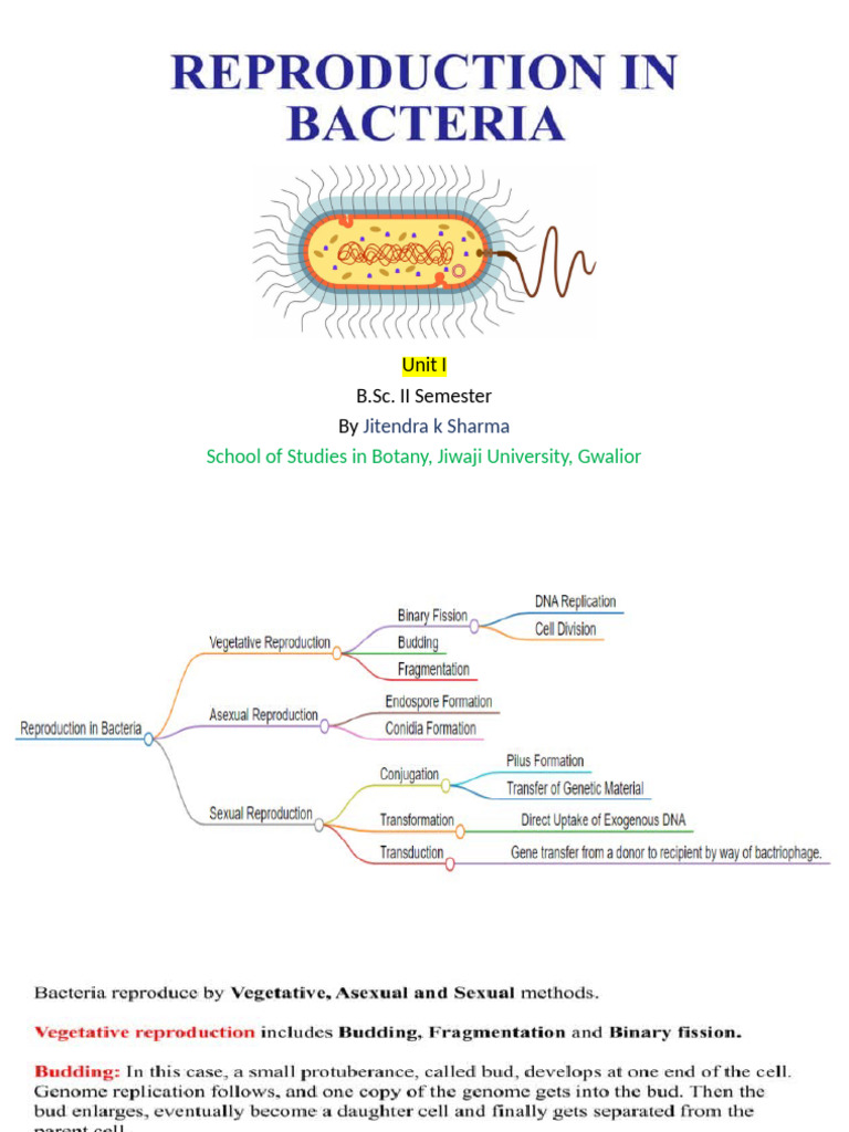 Reproduction in Bacteria | PDF
