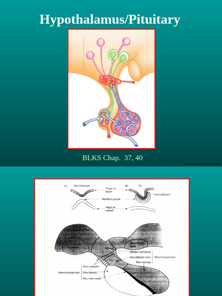 Endo1,2-Hypo-Pit-With Notes | PDF | Growth Hormone | Hypothalamus