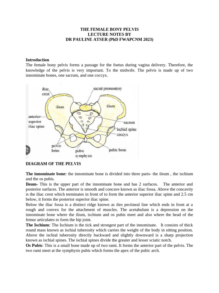 The Bony Pelvis Lecture Notes | PDF | Pelvis | Skeletal System