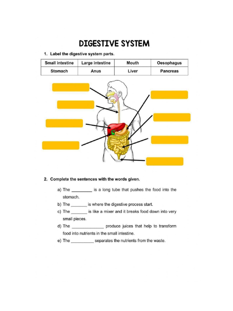 Ln 14 - Digestion Worksheet | PDF