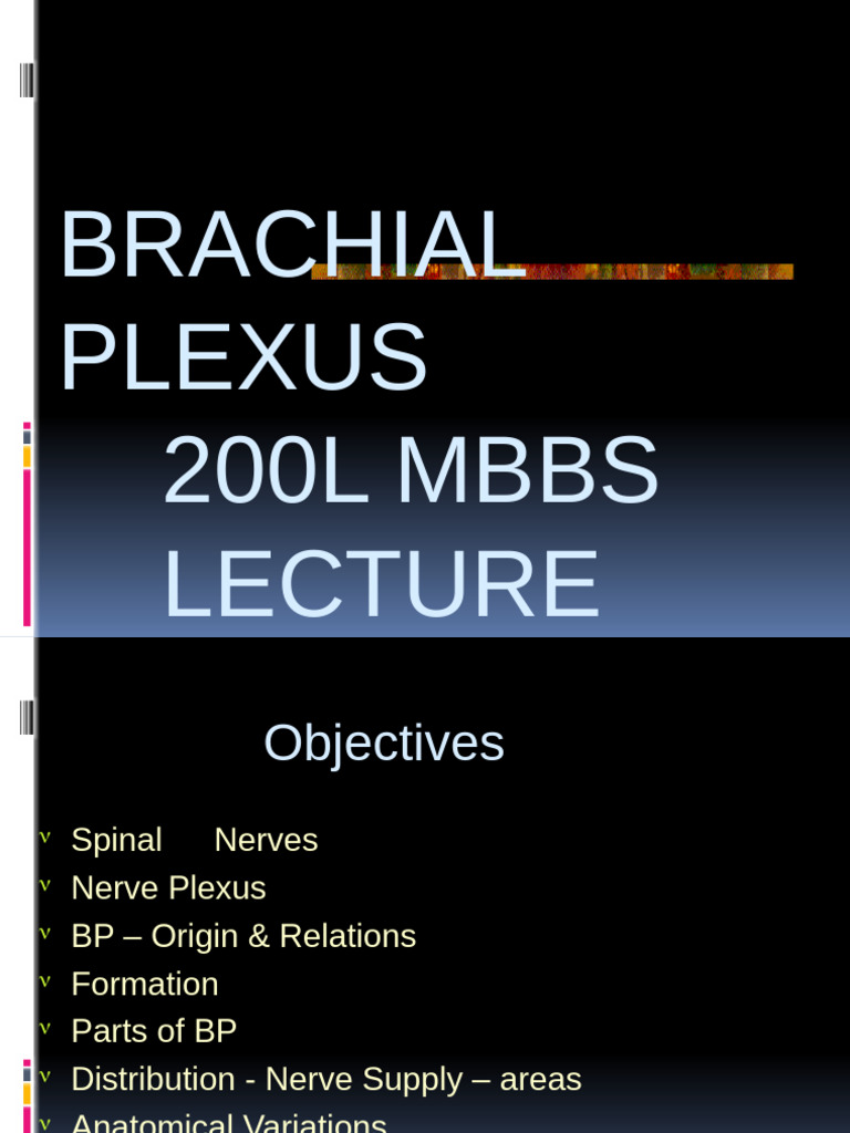 739 Brachial Plexus | PDF | Arm | Nervous System