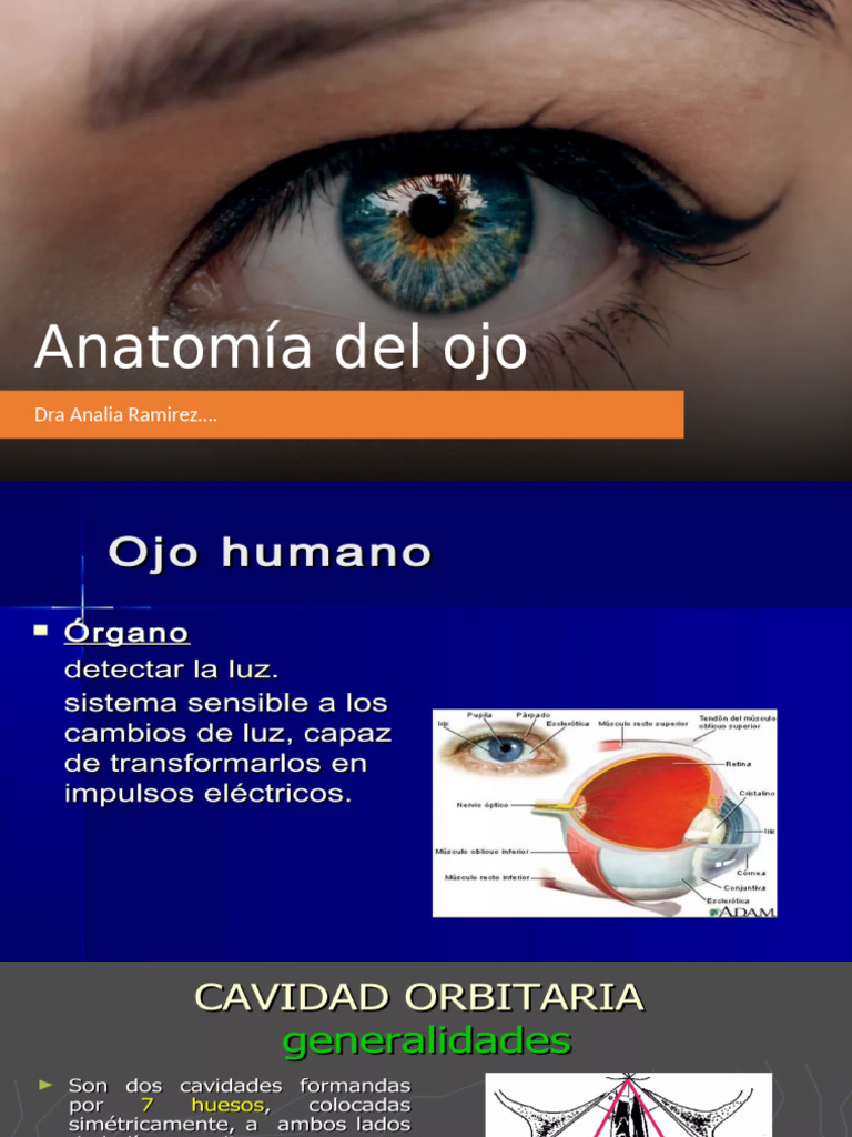 Anatomía Del Ojo | PDF