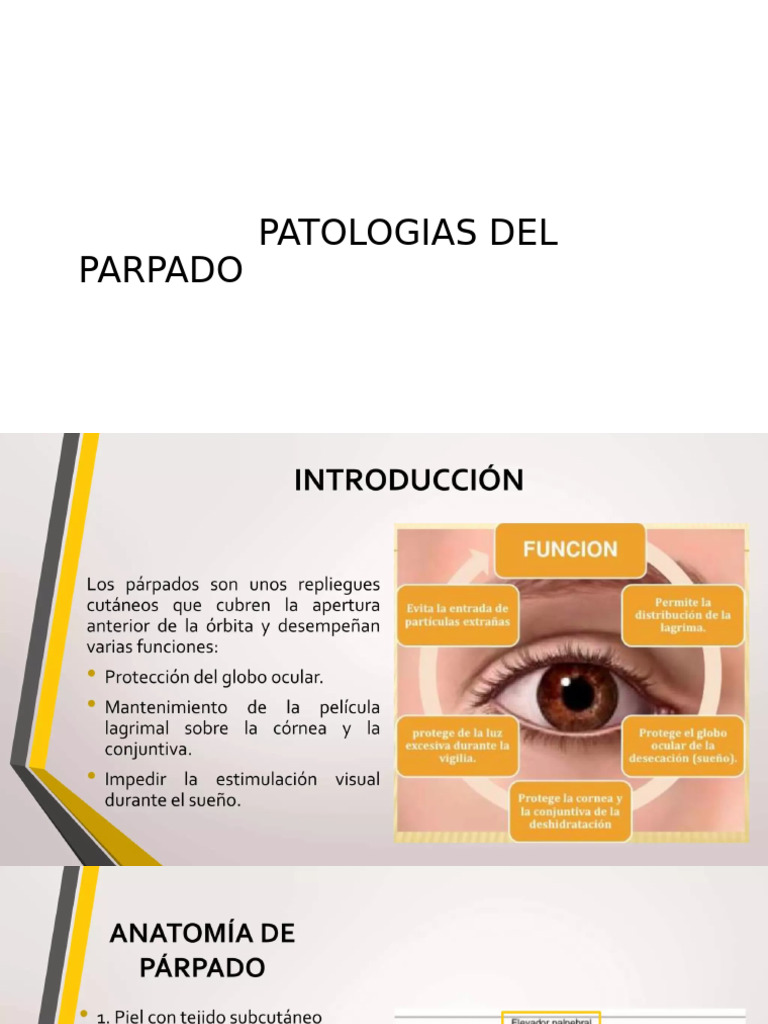 Parpado | PDF