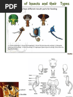 Insect Mouthparts and Their Functions | PDF | Insects | Arthropodology