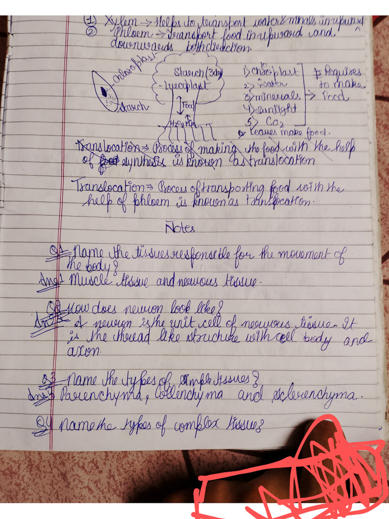 Ch-6 Tissue Notes | PDF