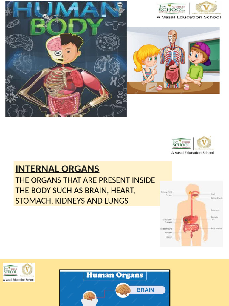 1712708114230_TYPES_OF_INTERNAL_ORGANS | PDF