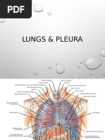 The Radiology Assistant - Lung Segments and Bronchi | PDF | Lung ...