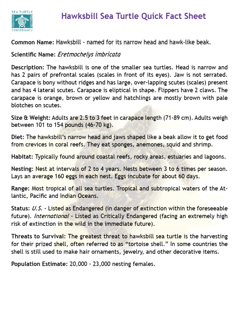 Hawksbill Quick Fact Sheet | PDF
