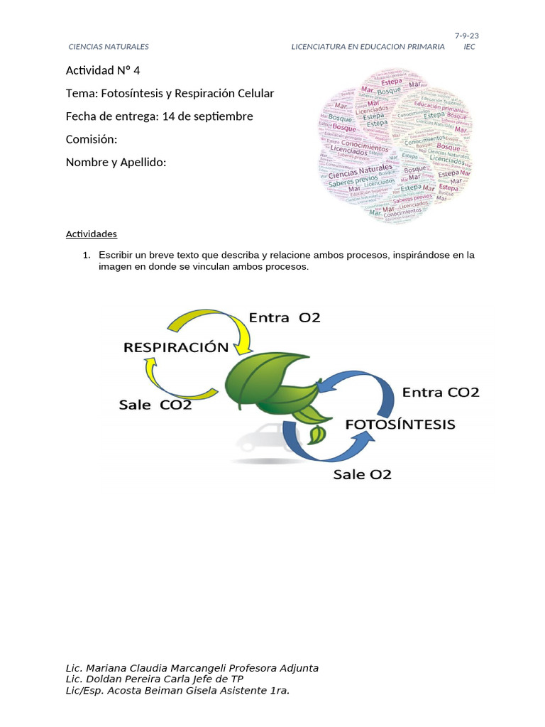 Actividad Fotosintesis y Respiración Celular | PDF