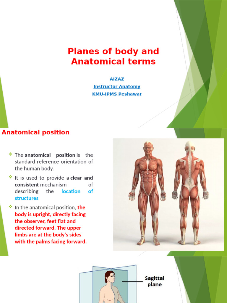 Anatomy Lec 2 Planes Terms Pdf Anatomical Terms Of Motion