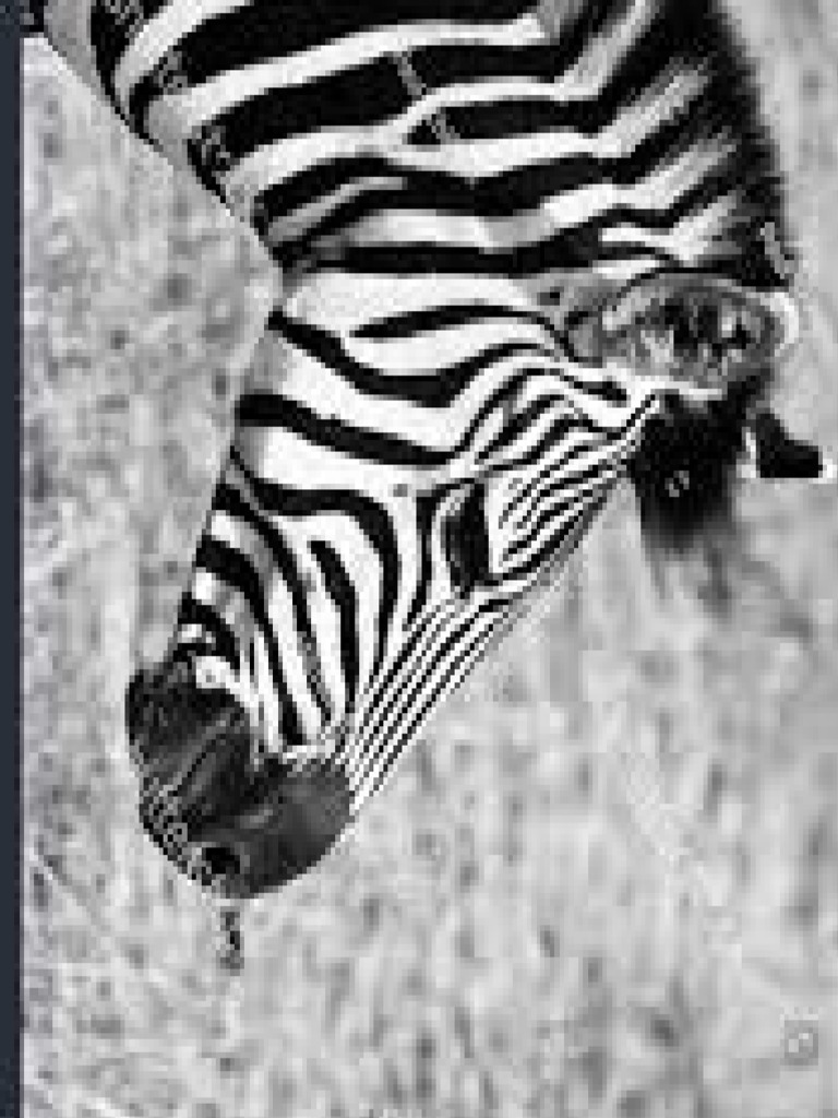 Zebra Full | PDF