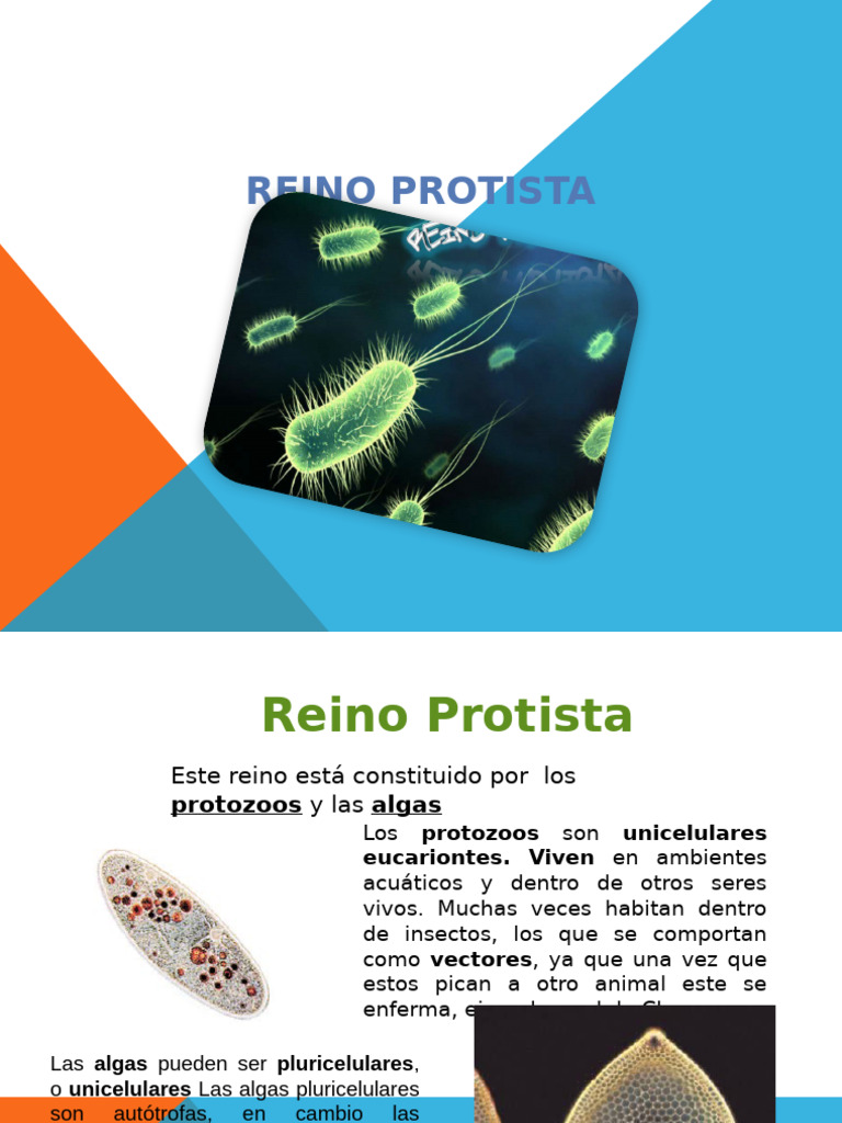 Reino protista | PDF | Algas | Eucariotas