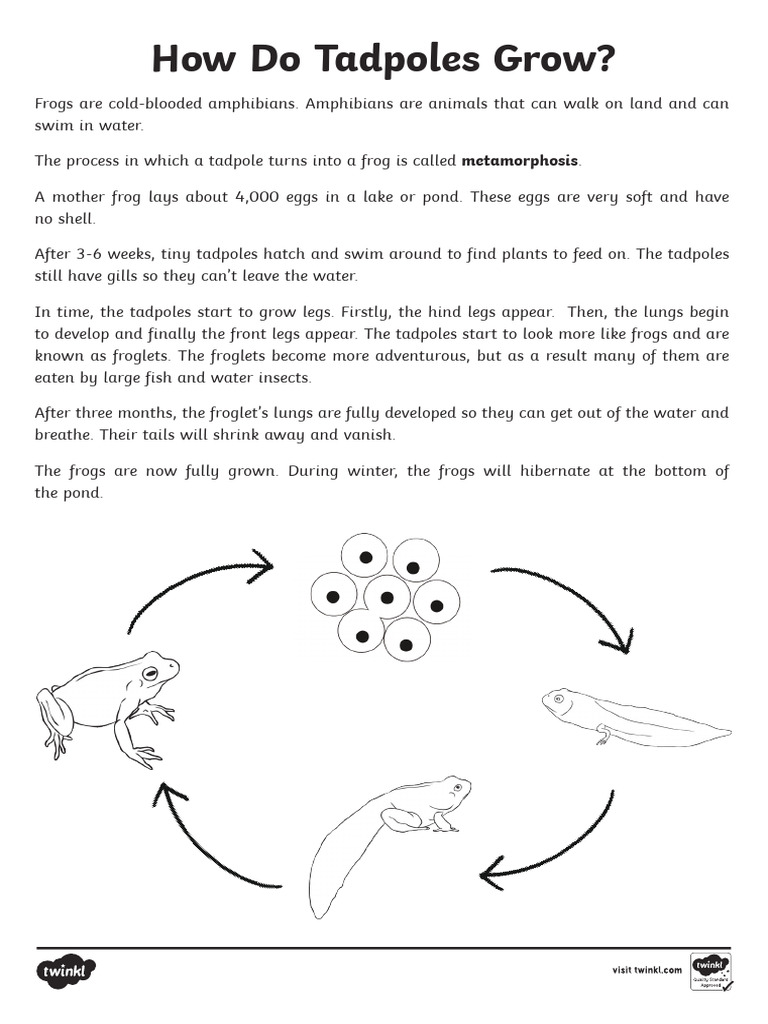 au-t2-e-2176-how-do-tadpoles-grow-explanation-writing-sample_ver_2 (1 ...