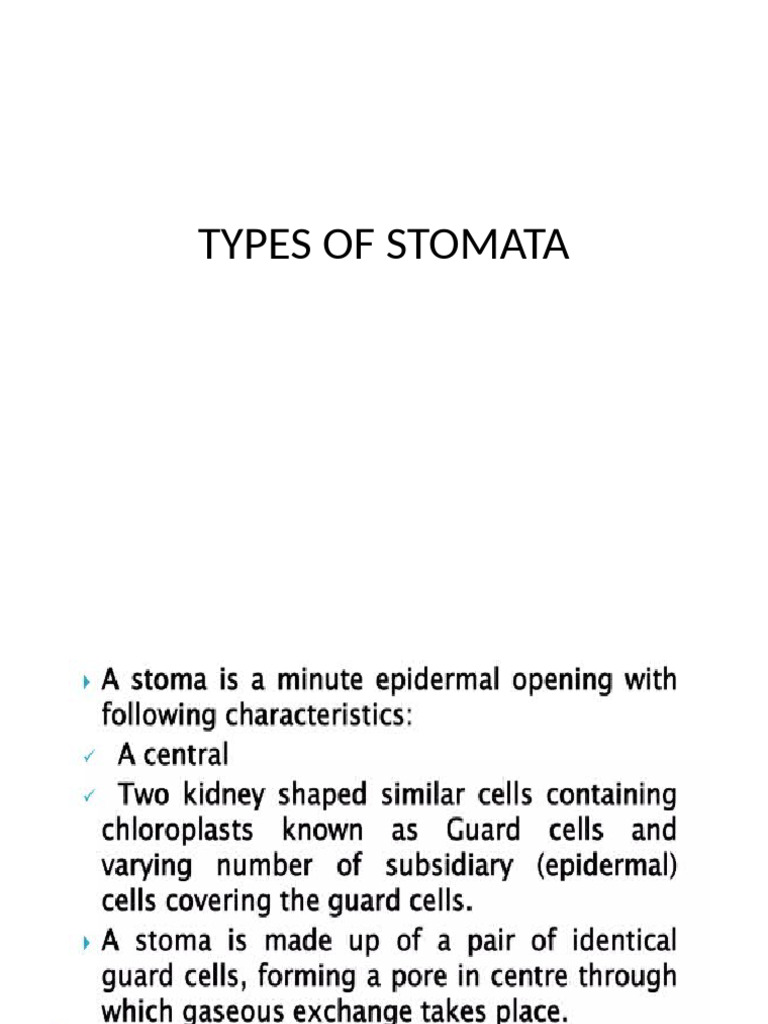 Types of Stomata | PDF