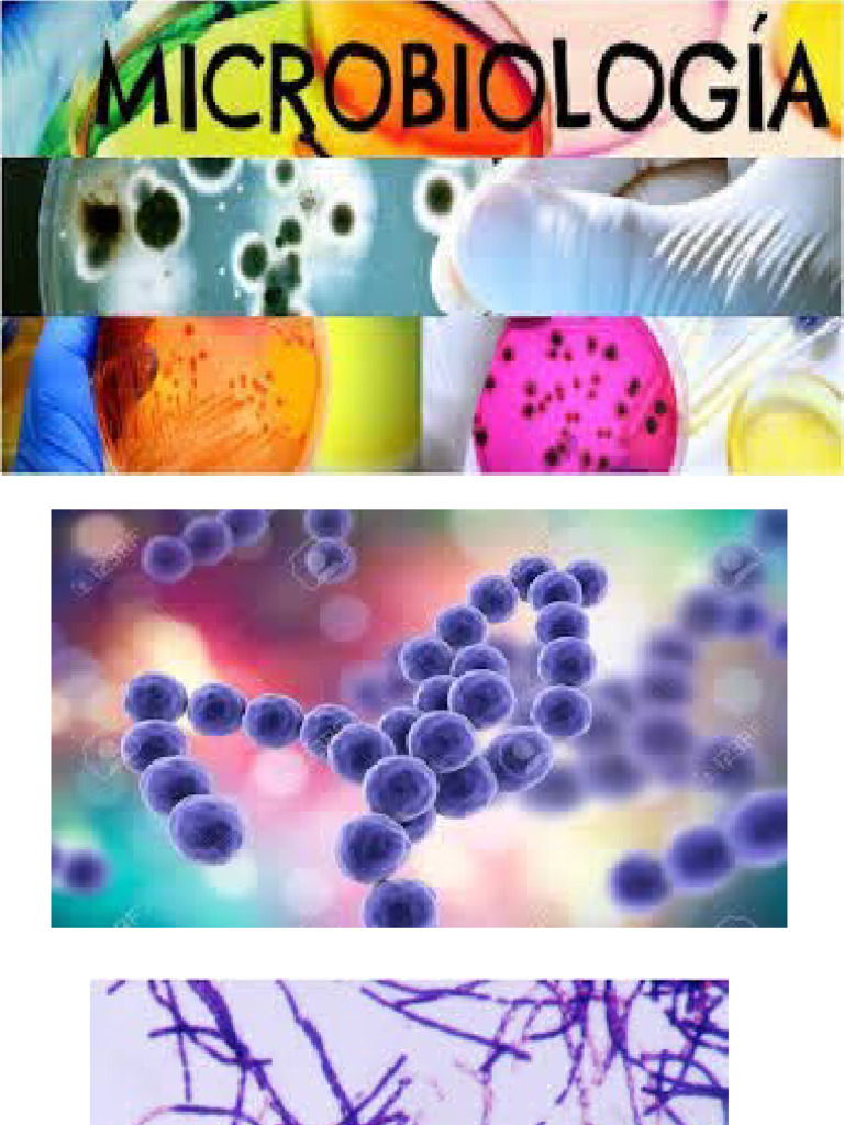 2 - Grampositivos. Staphylo Aureus | PDF | Staphylococcus Aureus | Neumonía
