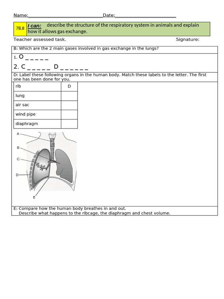 7B.8 - Describe The Structure of The Respiratory System | PDF