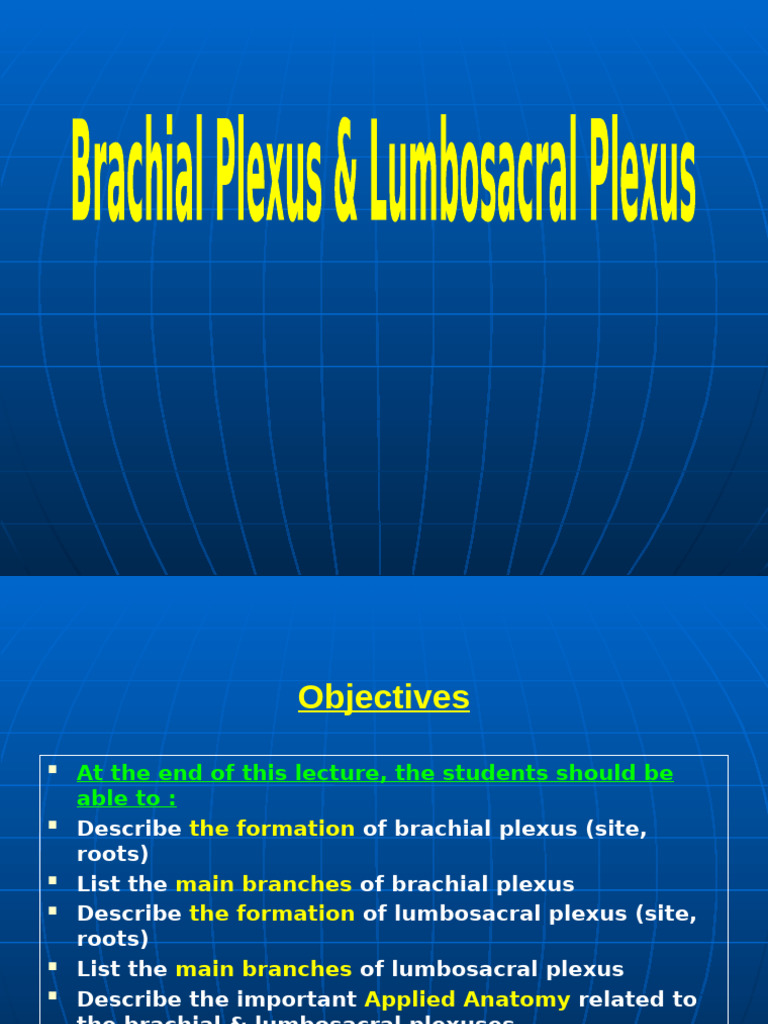 4-brachial plexus & Lumbosacral Plexus | PDF | Human Leg | Nervous System