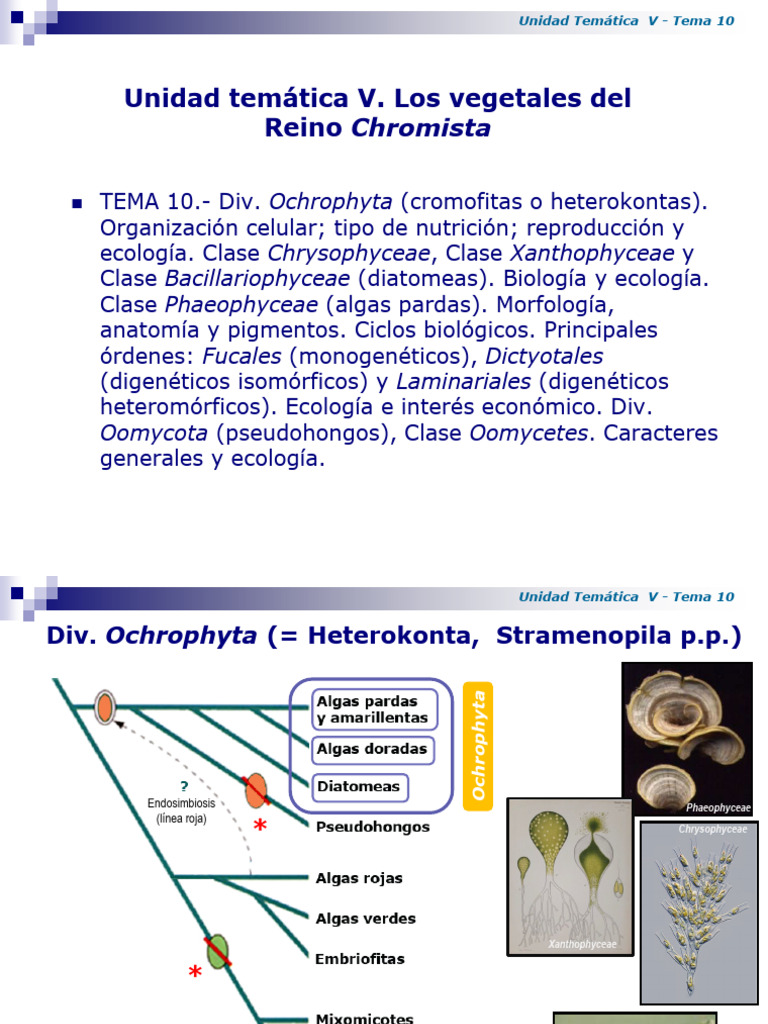 Vegetales del Reino Chromista: Div. Ochrophyta | PDF | Eucariotas ...