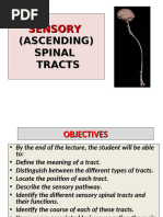 Anatomy of the DCML Pathway Explained | PDF | Neuroscience | Nervous System