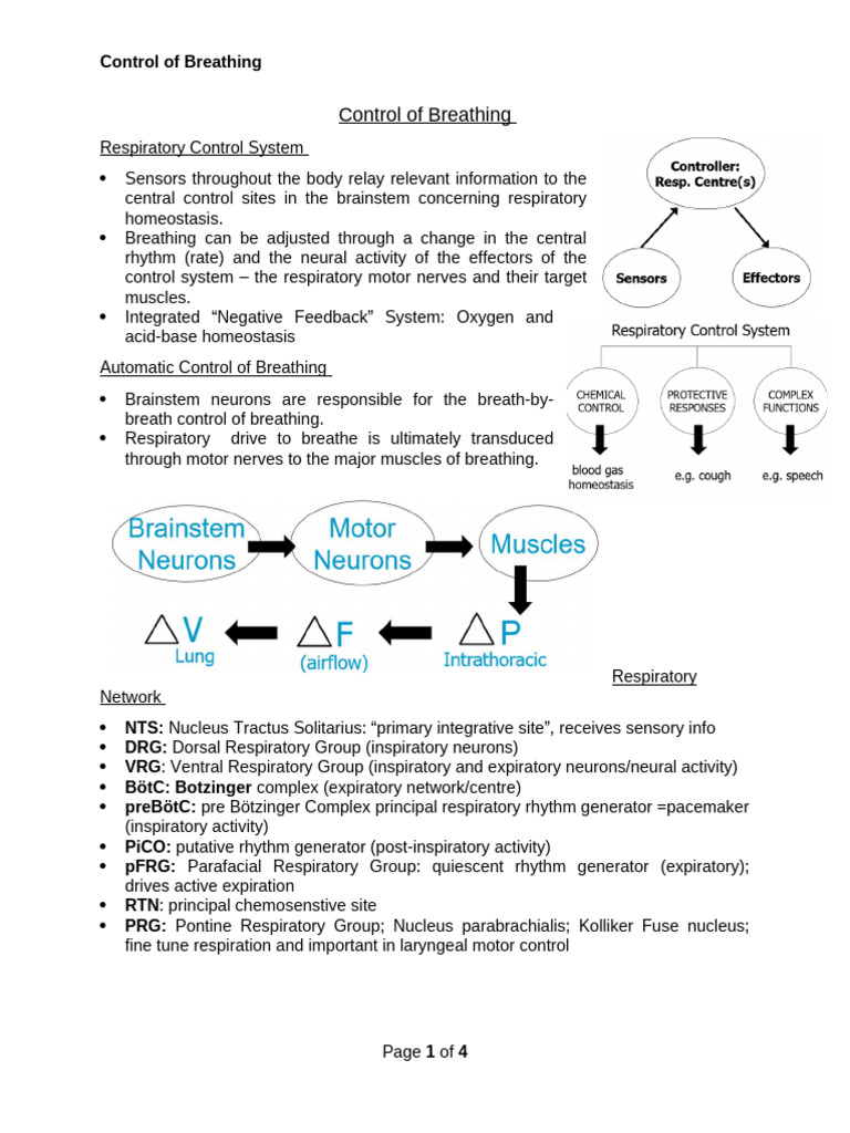 13. Control of Breathing | PDF | Breathing | Exhalation