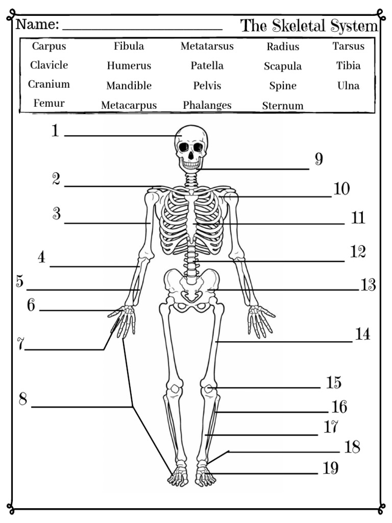 The Skeletal System: Name | PDF