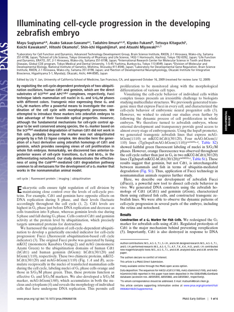 Zebrafish Cell Cycle | PDF | Cell Cycle | Cell Nucleus