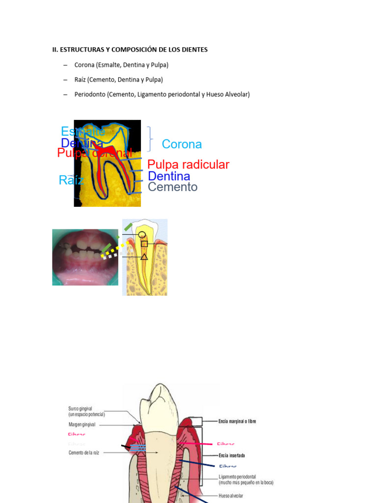 Estructura y Composición de los Dientes | PDF | Esmalte de dientes ...