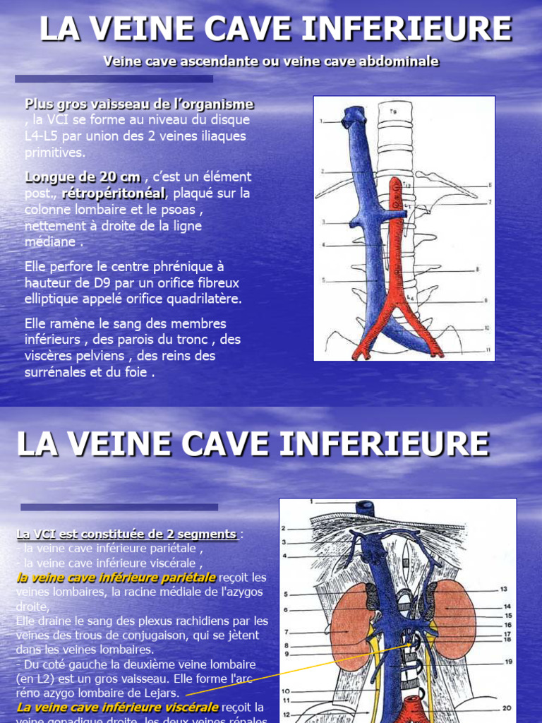 La VCI | PDF | Angiologie | Système cardio-vasculaire