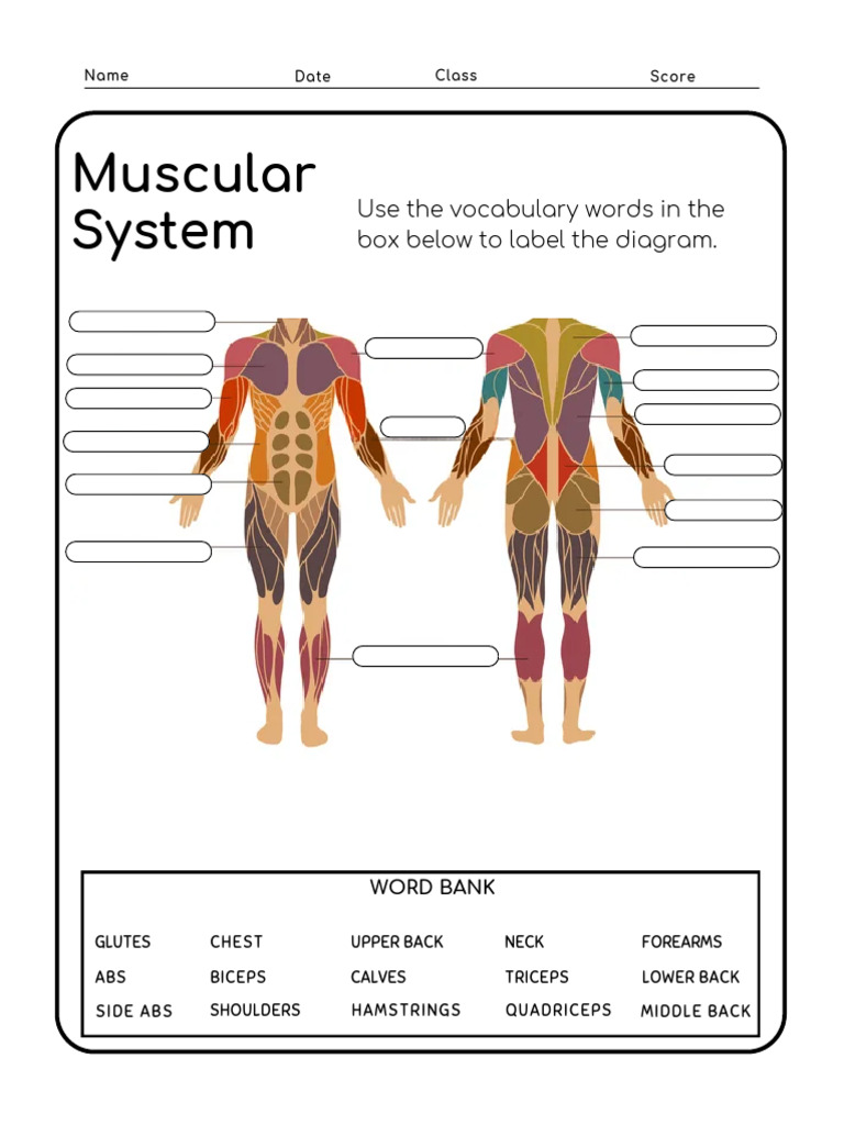 Muscular System: Use The Vocabulary Words in The Box Below To Label The ...