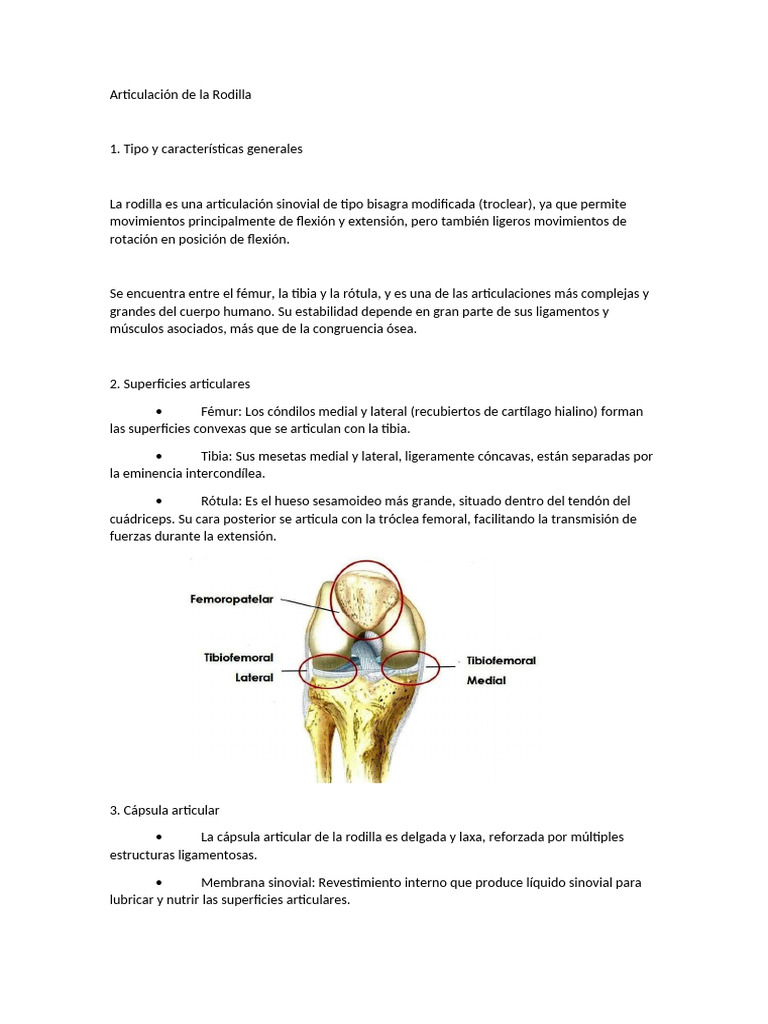 Final de Anatomia | PDF | Hombro | Rodilla
