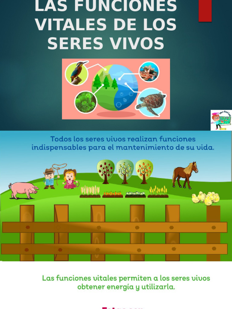 Las Funciones Vitales de Los Seres Vivos | PDF