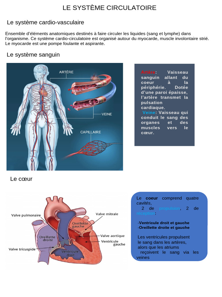 Comprendre le système circulatoire humain | PDF | Lymphe | Sang