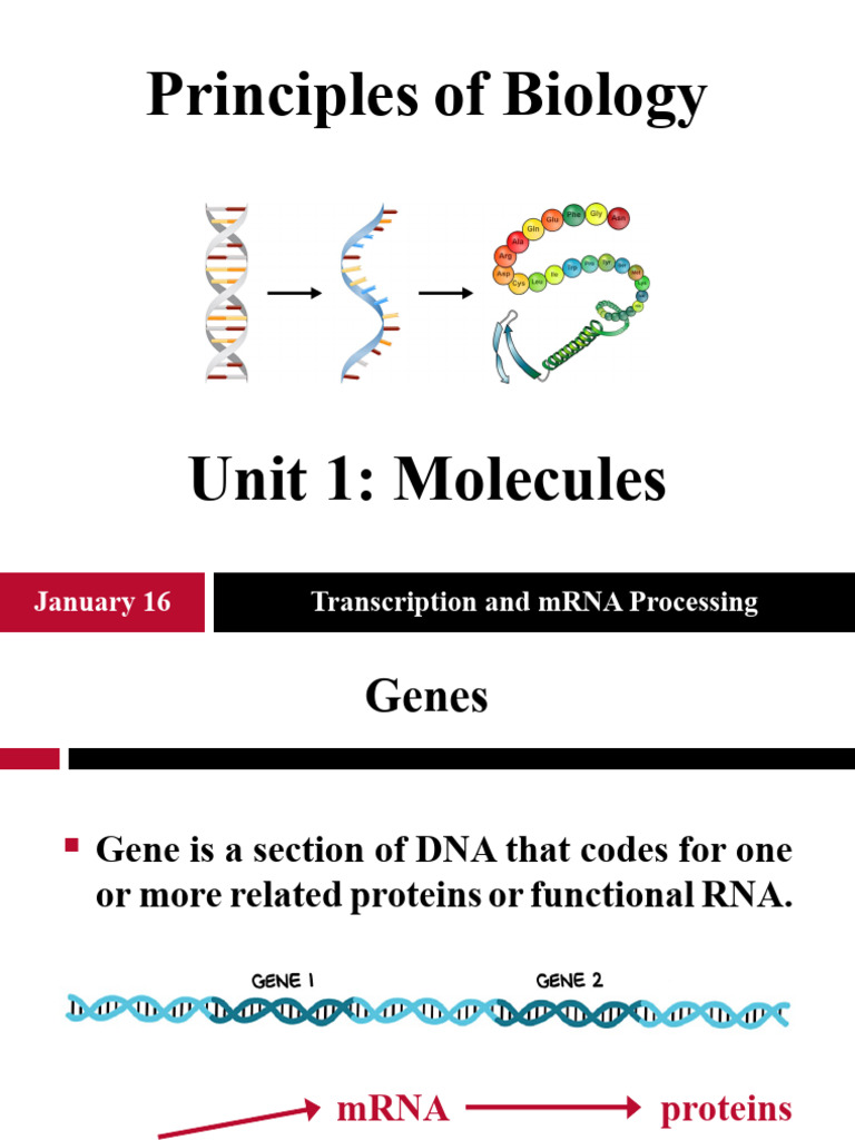 Unit1ClassJan16 | PDF | Messenger Rna | Directionality (Molecular Biology)