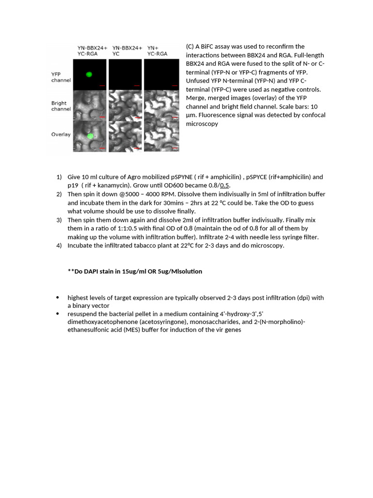 Bimolecular Fluorescence Complementation Assay | PDF | Biochemistry | Chemistry