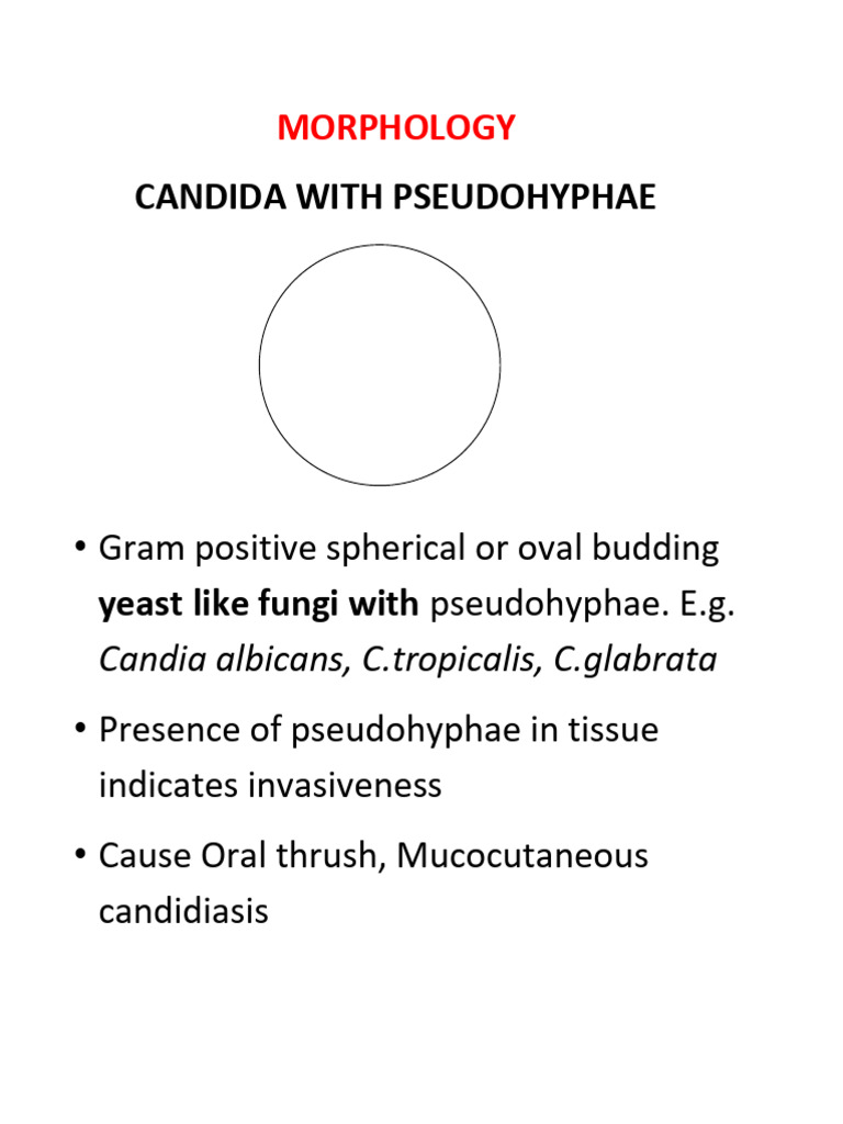 Morphology-2 Mycology &instruments | PDF | Mycology