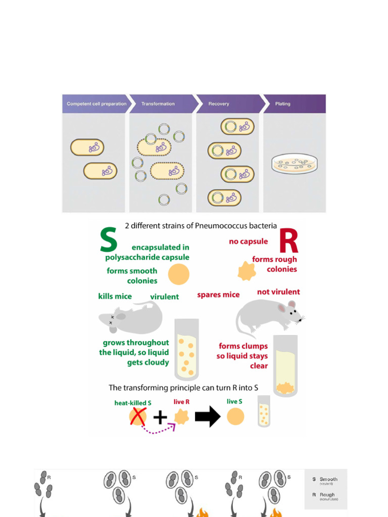 Exp 4 5 6 | PDF | Biology | Microbiology