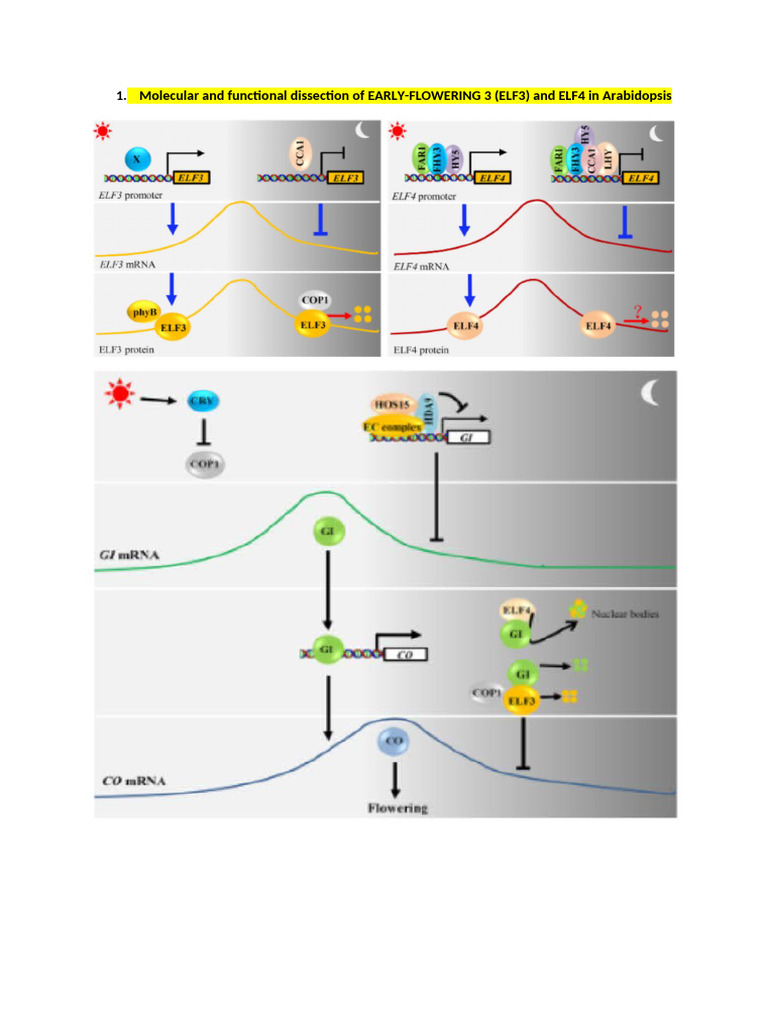 ELF3 in Light Singaling and Thermomorphogenesis | PDF | Clock ...