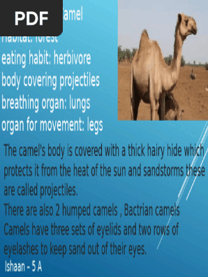Camel Adaptations In Desert