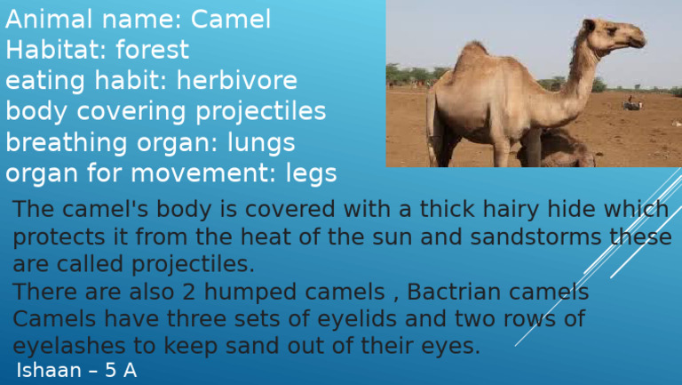 Camel | PDF