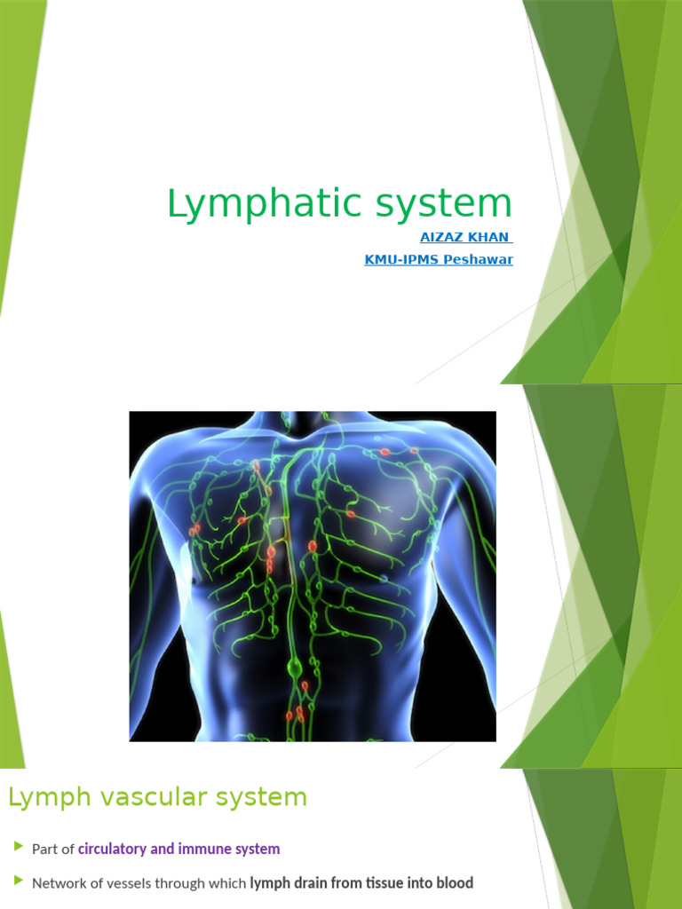 Anatomy Iec 10 (Lymphatic System) | PDF | Lymph | Lymphatic System