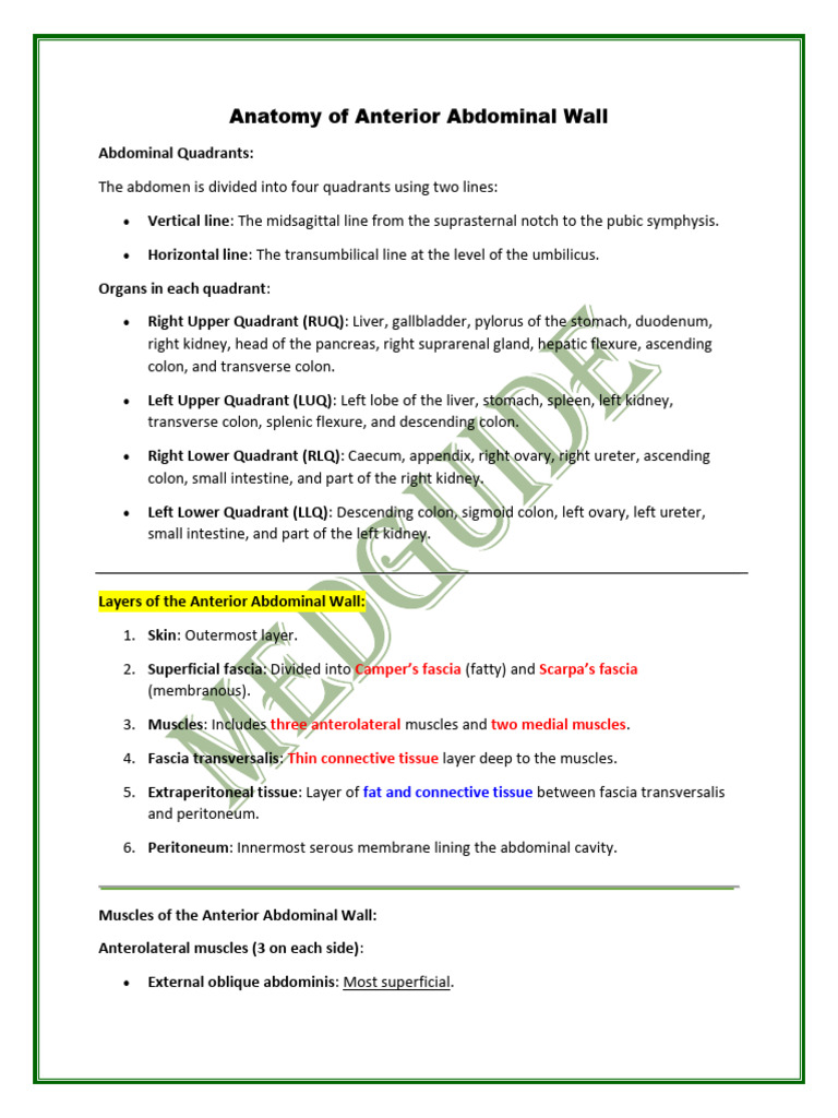 Anatomy of Anterior Abdominal Wall | PDF | Abdomen