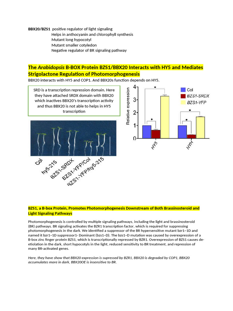 BBX20 or BZS1 in Hypocotyl Growth | PDF