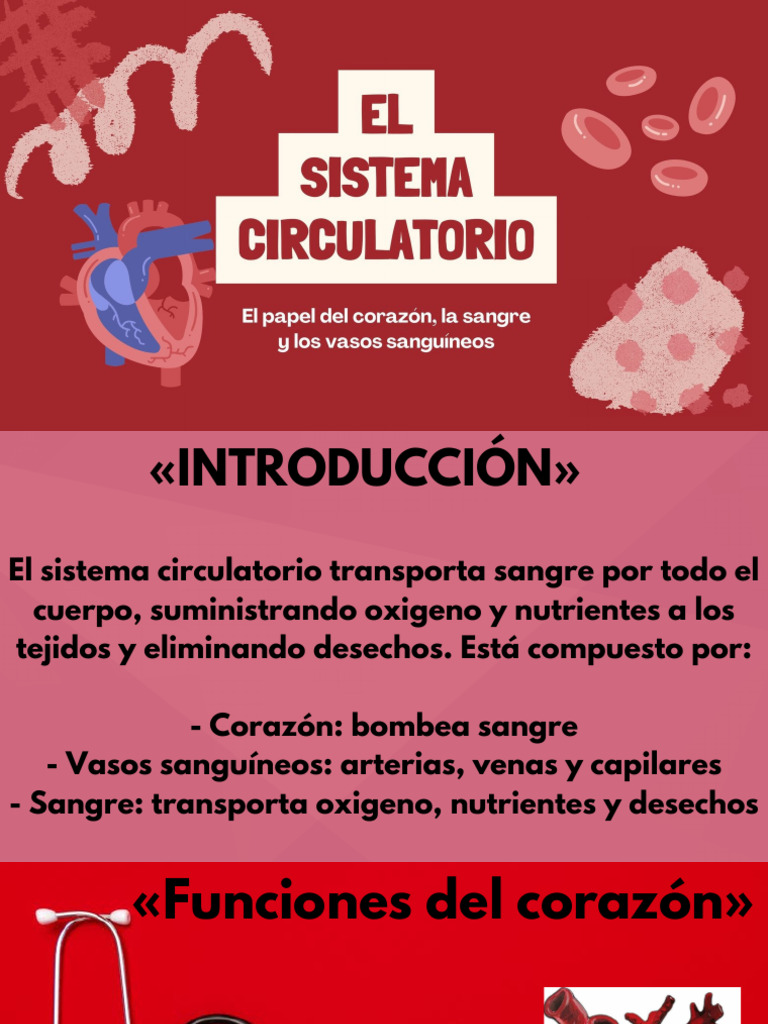 Sistema Circulatorio | PDF | Sistema circulatorio | Sangre