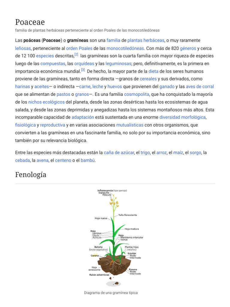 Poaceae - Wikipedia, La Enciclopedia Libre | PDF | Flores | Genoma
